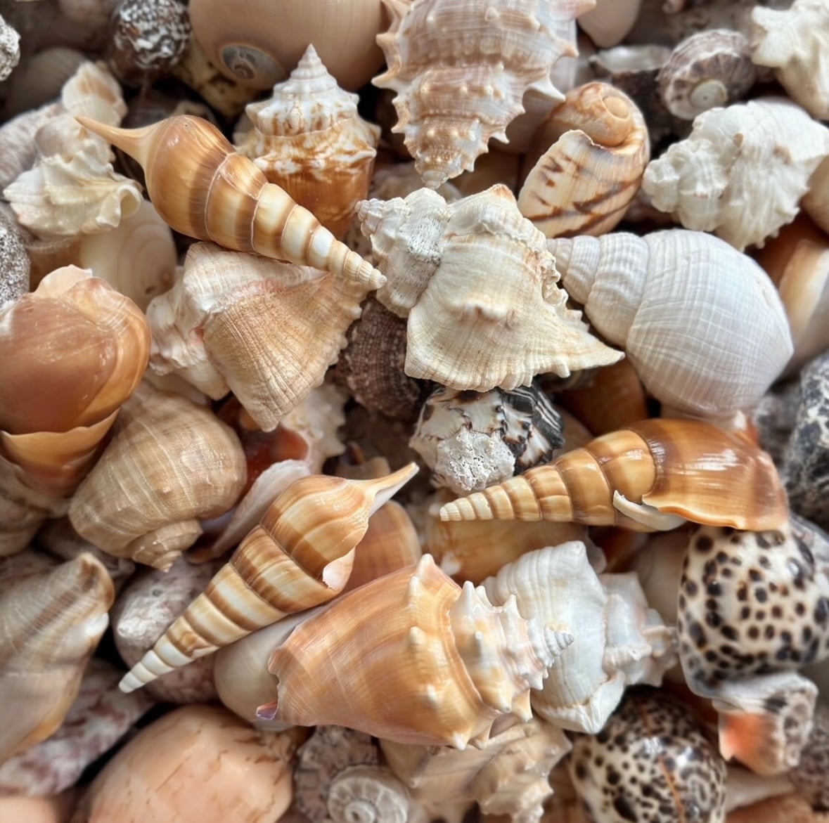 Large Conch Seashells Rare Natural Mix Beach Sea Shells Big Ocean