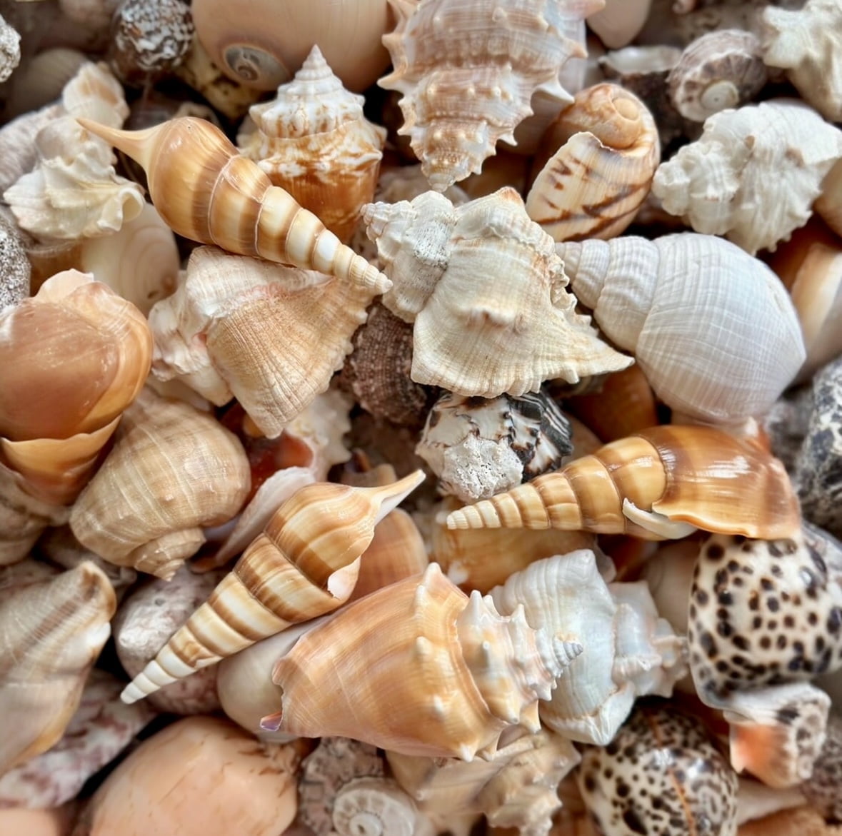 Mixed Seashells Assorted Rare Colorful Natural Mix Sea Shells Beach ...