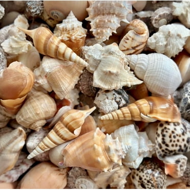 Giant Atlantic Cockle Seashells Rare Large Natural Beach Home Decor ...