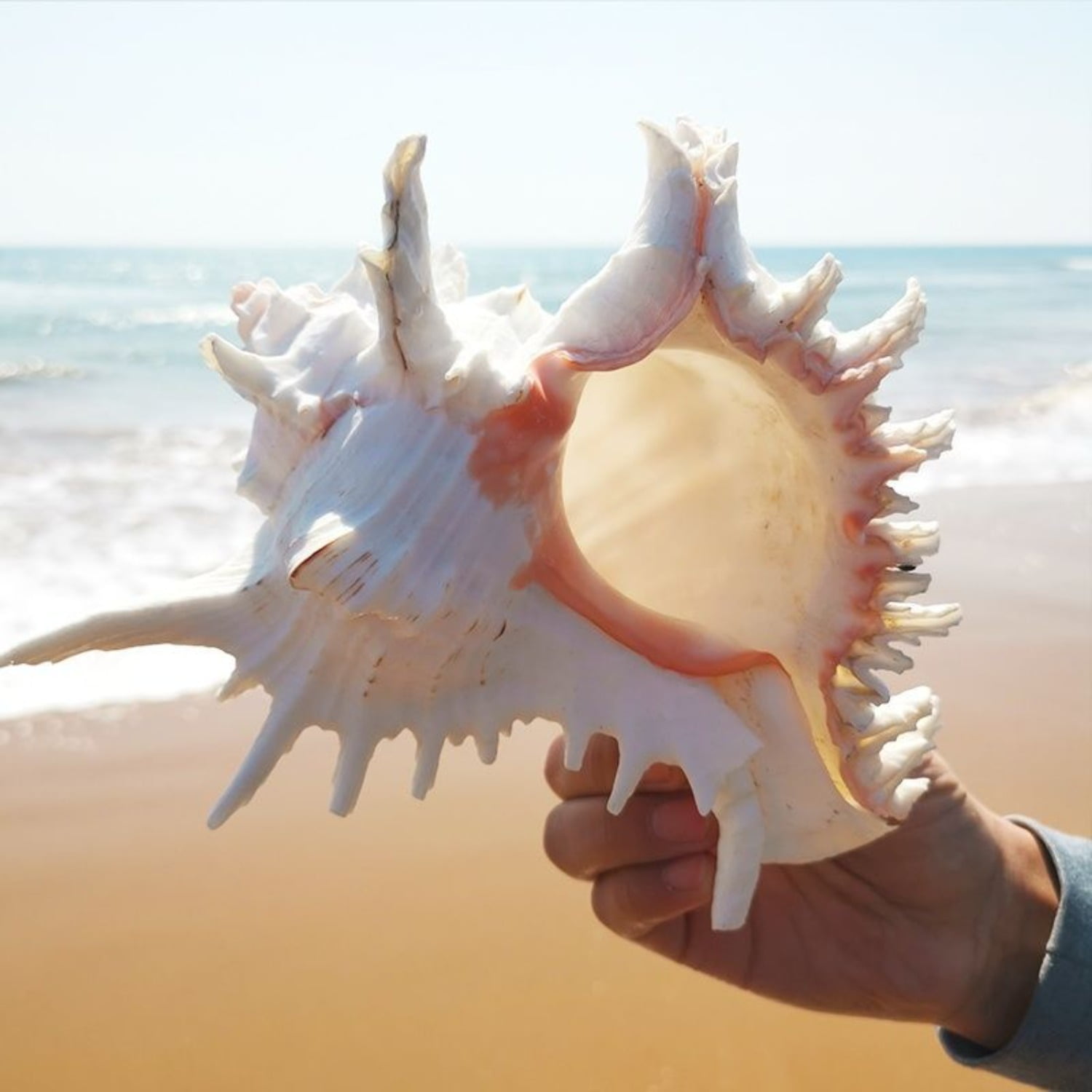 Large Conch Shell Aquarium Decor Ornament Display 20cm Coastal Sea ...
