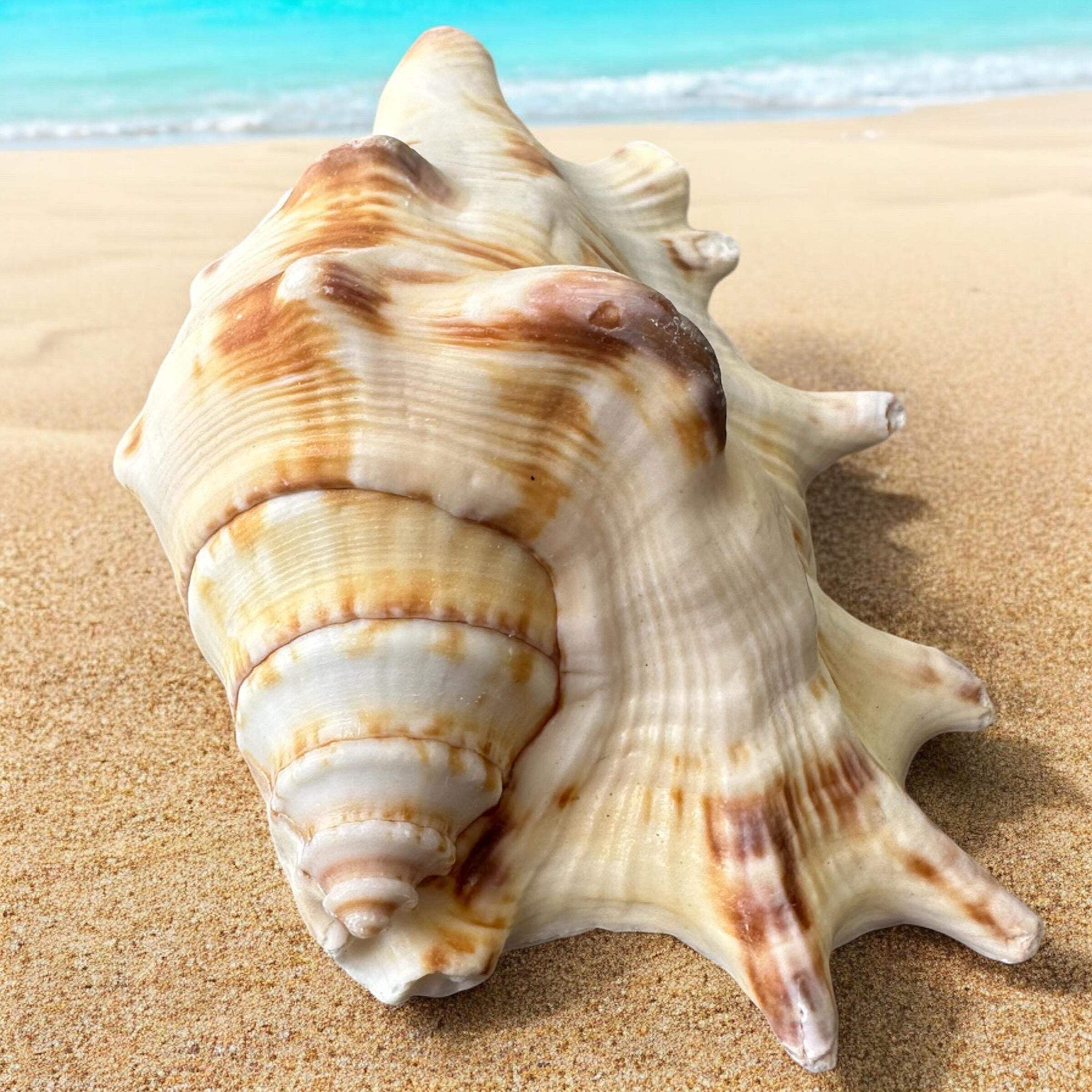 Large Conch Spiky Rare Seashell Decorative Big Sea Shell Coastal Beach ...
