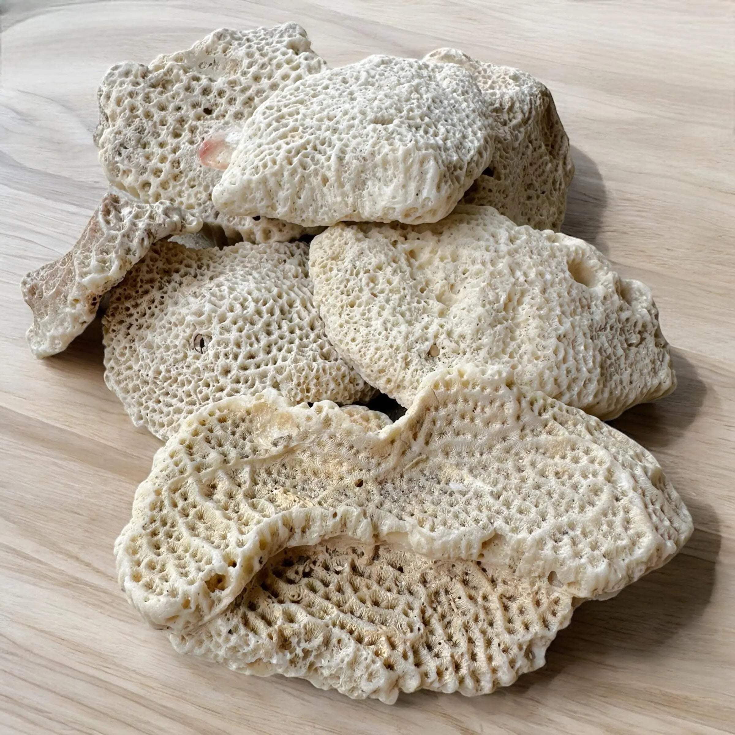Large Coral Rock Brain Coral Rare Sculpted Vintage Ocean Stone Big ...