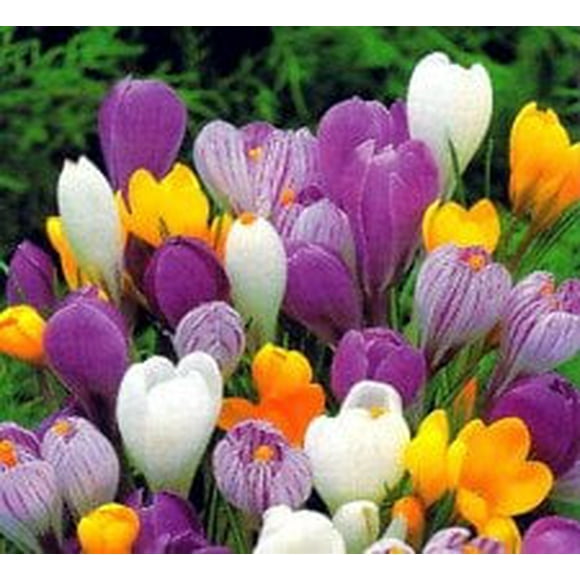 Crocus Bulbs in Plant Bulbs - Walmart.com