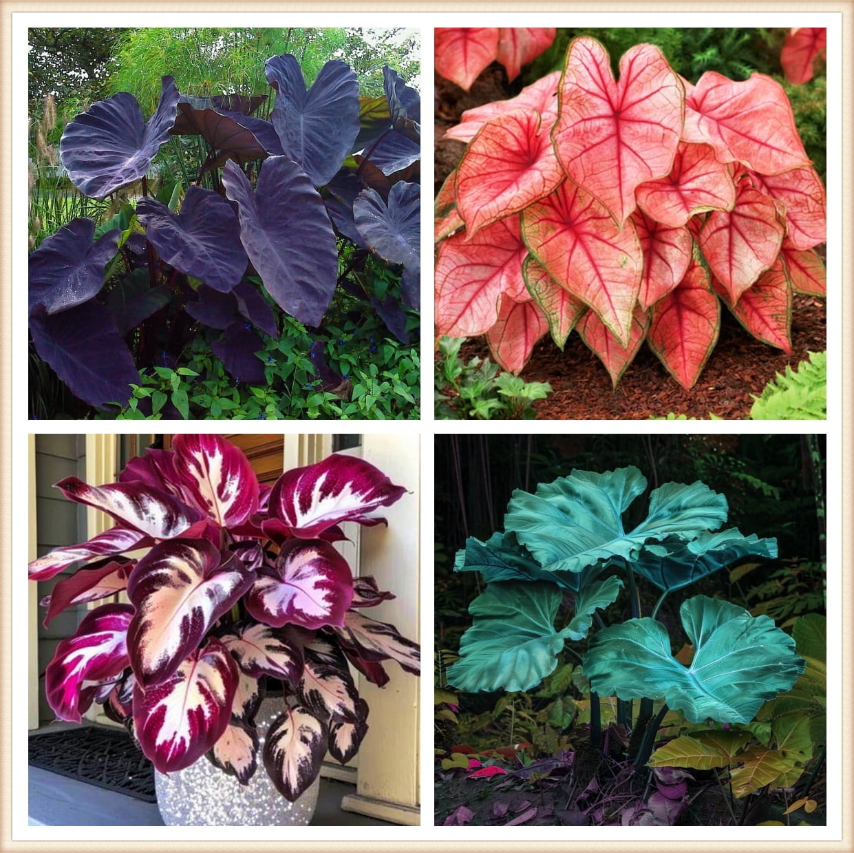 Large Elephant Ear, Garden (Rich Colors Elephant Ear) Long Lasting ...