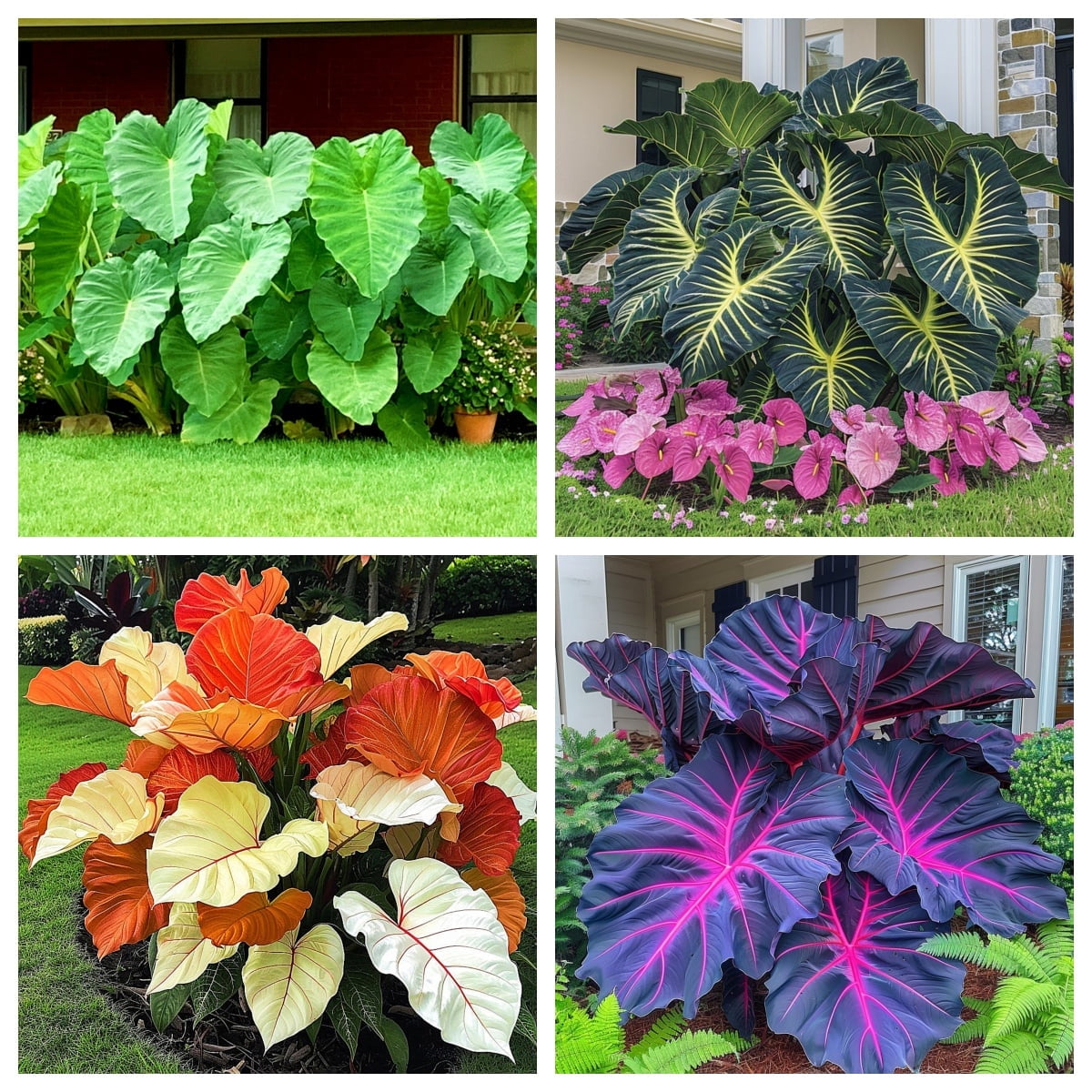 Large Elephant Ear, Garden (Rich Colors Elephant Ear) Long Lasting ...