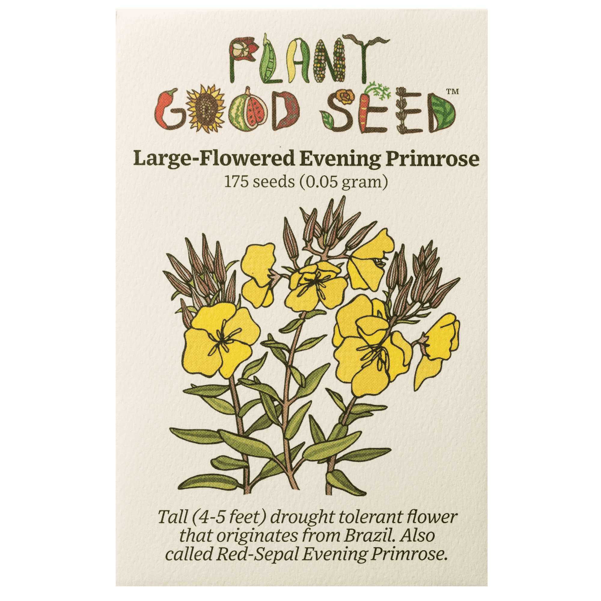 Plant Good Seed Large Flowered / Magic Evening Primrose Seed Packet ...