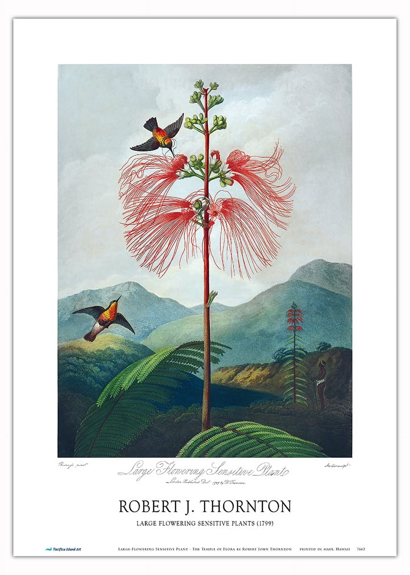 Large-Flowering Sensitive Plant from The Temple of Flora - Vintage ...