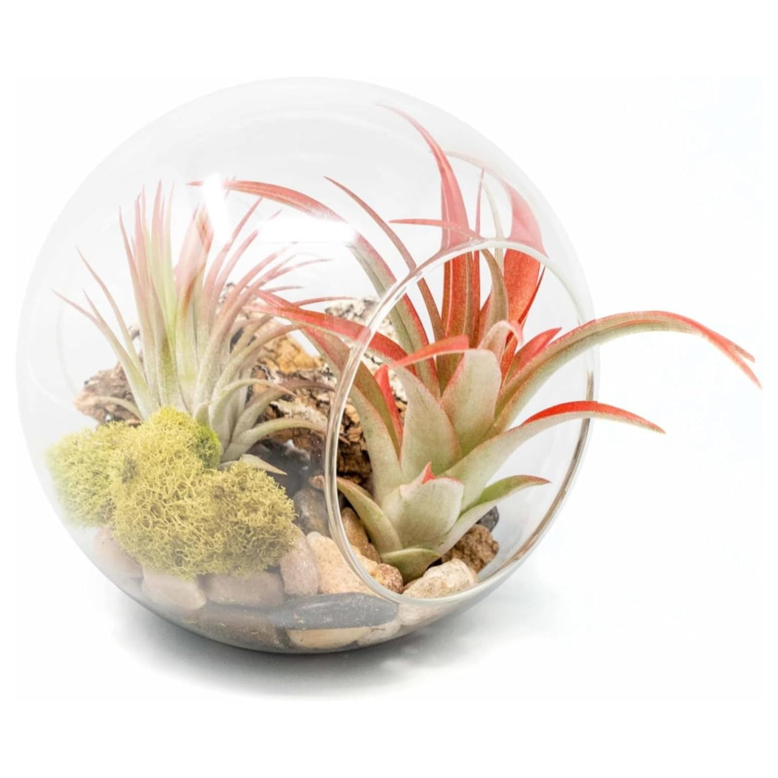 Large Hand-Blown Glass Terrarium Kit with Red Abdita and Ionantha Air ...