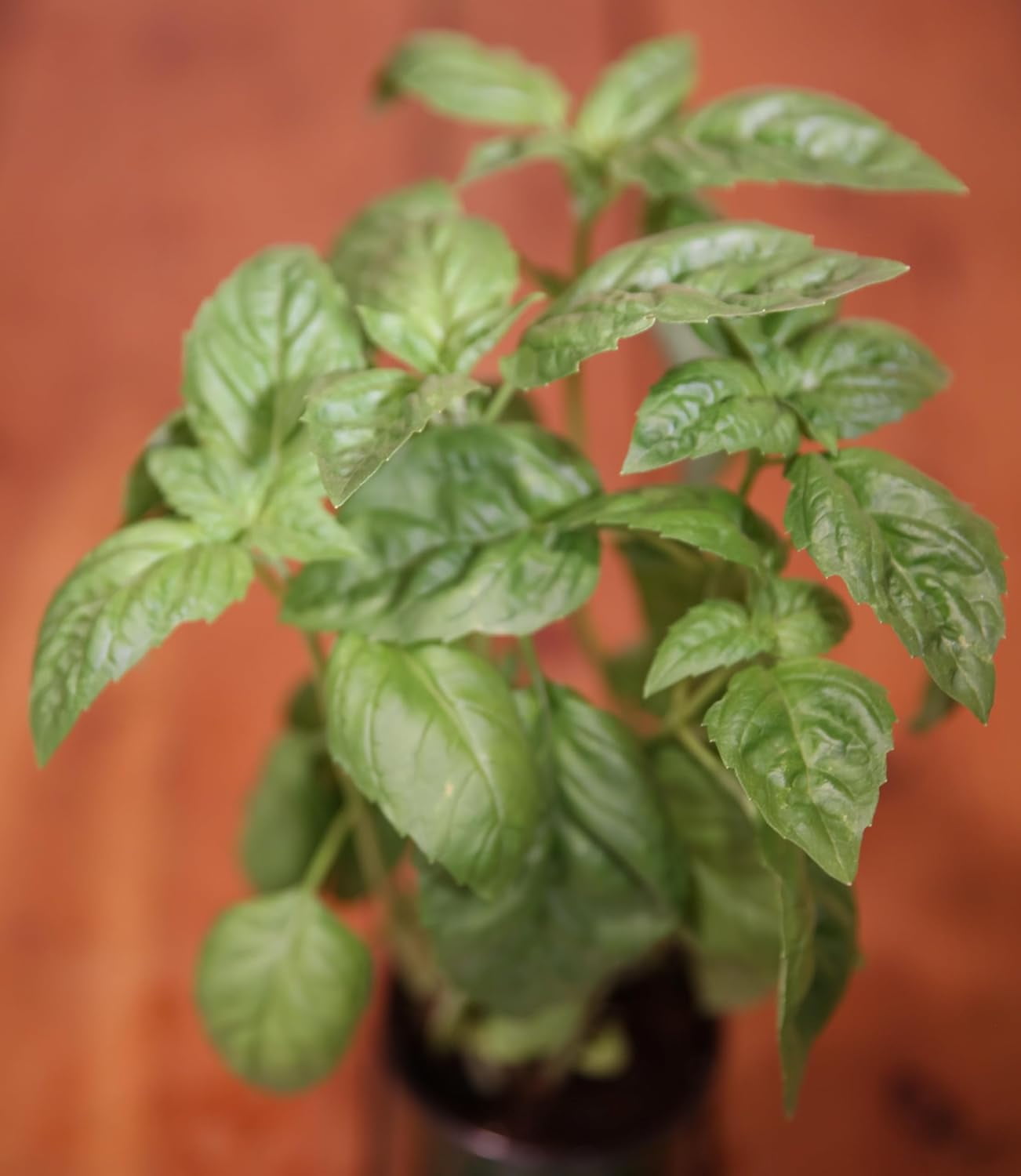 AugustBreezeFarm, Large Italian Basil Plant, Herb with Durable Pot for ...