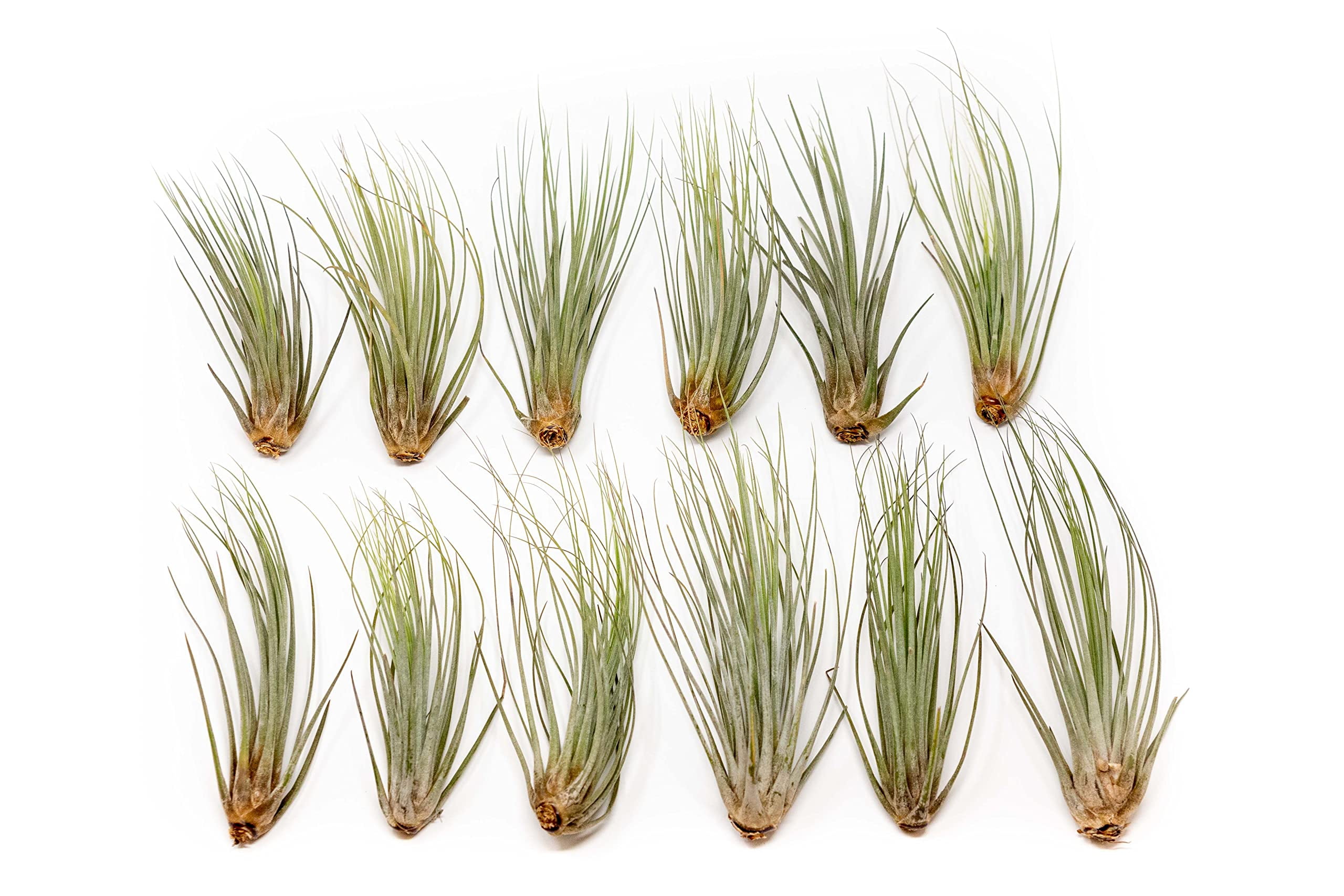 Large Juncea Air Plants 8 to 10 Inches - Live Succulent House Plants ...