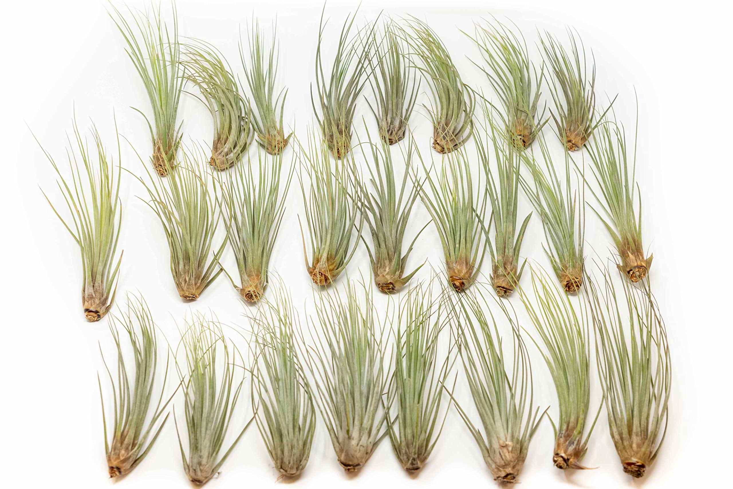 Large Juncea Air Plants 8 to 10 Inches - Live Succulent House Plants ...