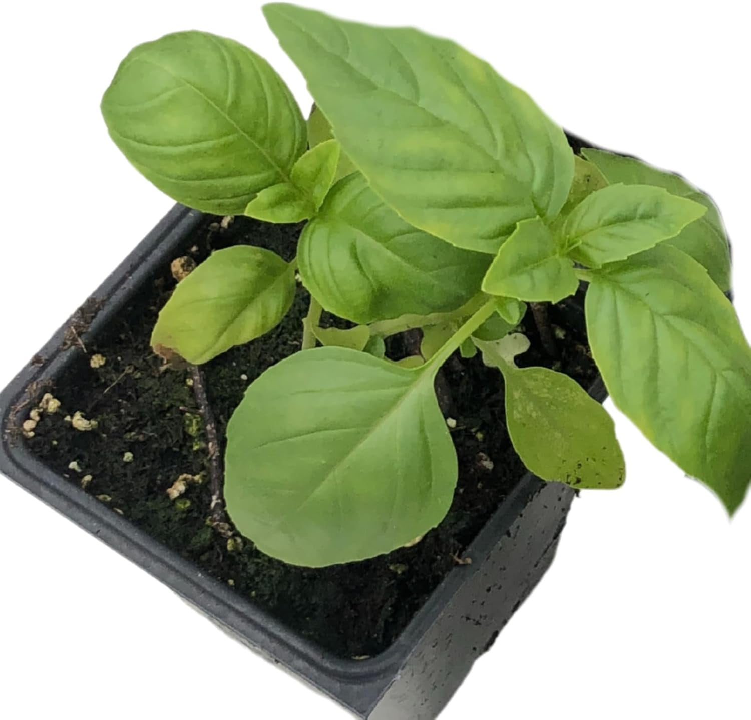 Large Leaf Italian Basil Plant, 2.5-inch Pot, Organic Culinary Herb by ...