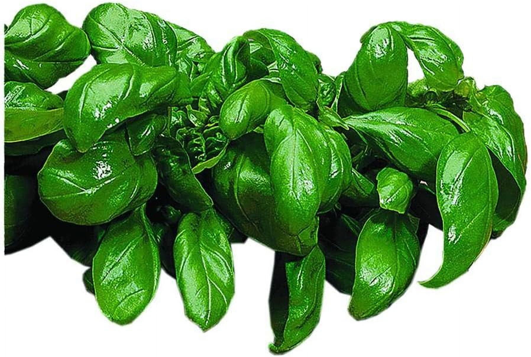 Large Leaf Italian Basil Seeds, Pack of 100 Seeds - Walmart.com