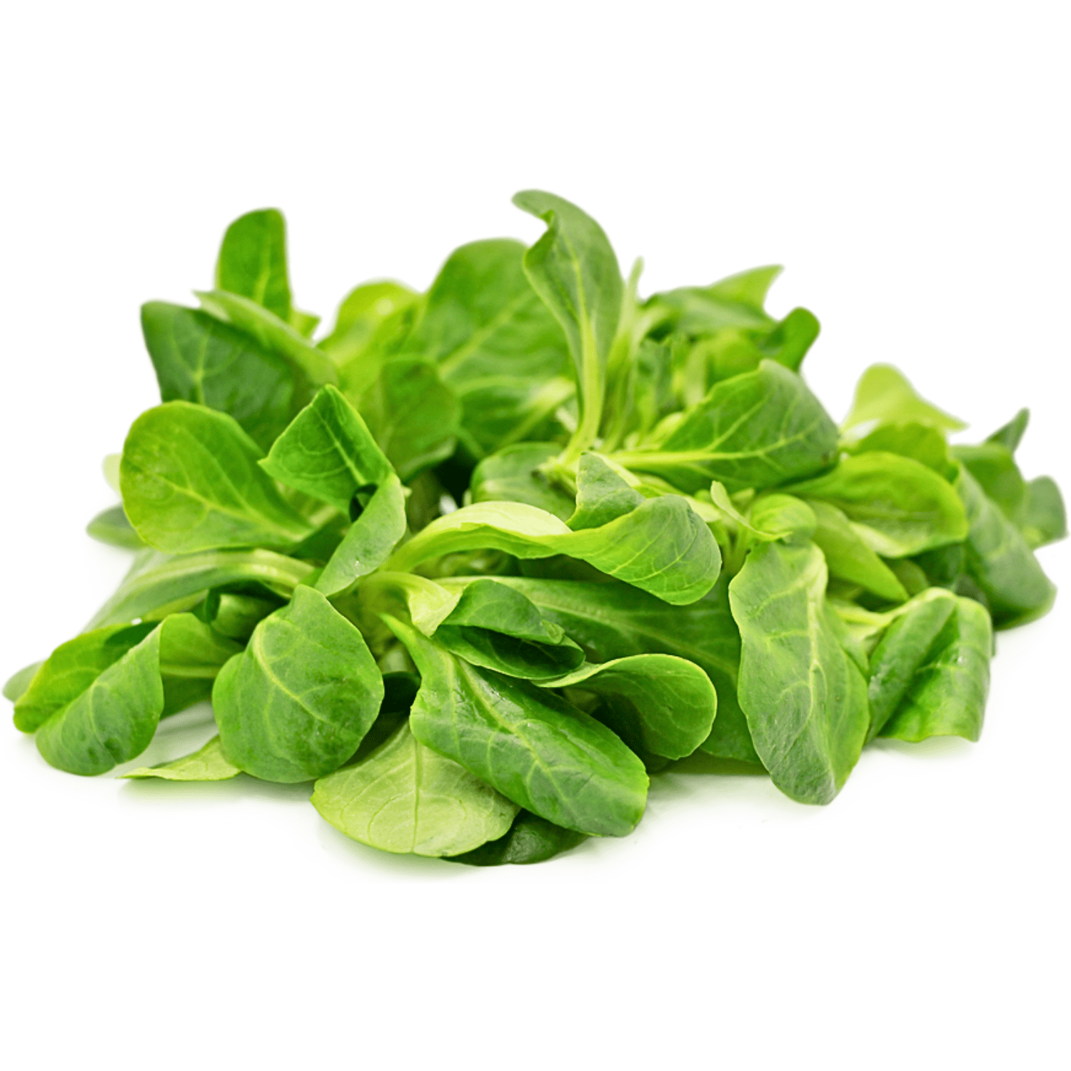 Large Leaf Round Mache Seeds - Walmart.com
