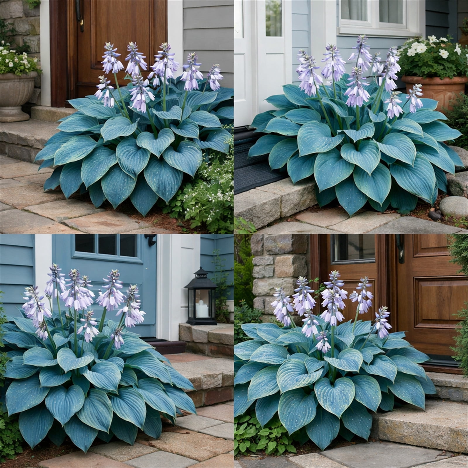 Large Leaves Hosta-Bulbs For Planting-Premium Garden Stakes Perfect for ...