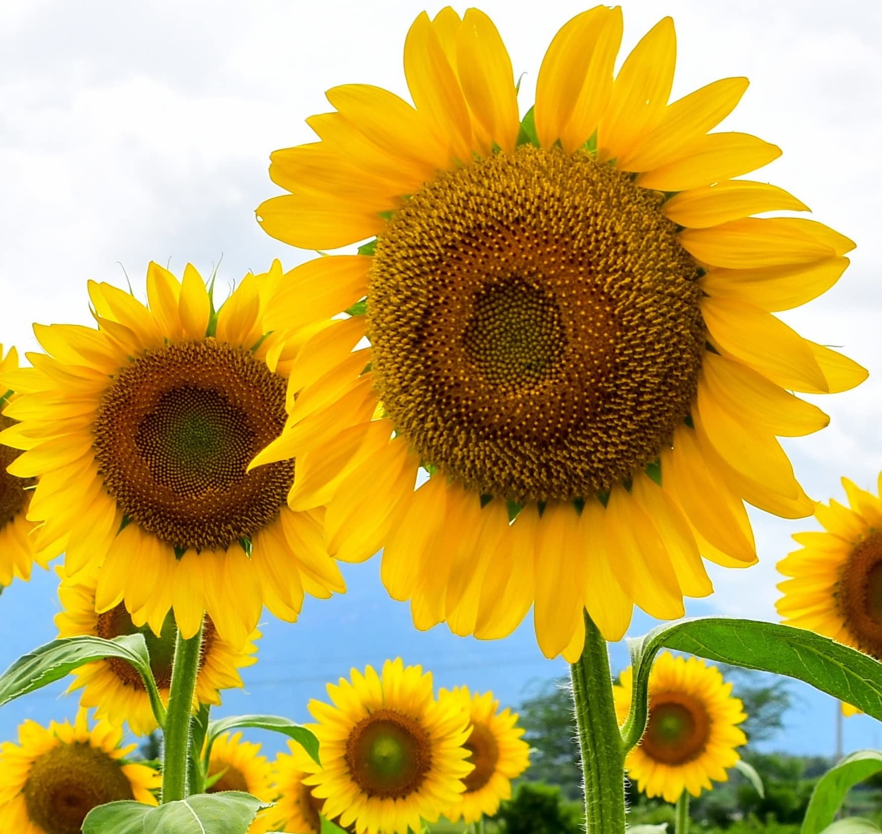 Large Mammoth Grey Stripe Sunflower Seeds for Planting (Helianthus ...