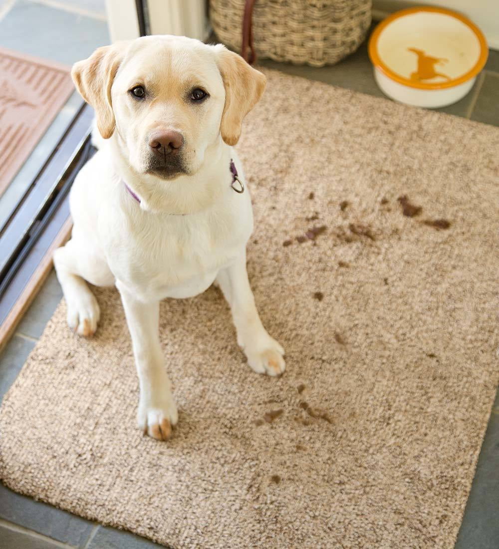 Large Microfiber Mud Rug Doormat with Non-Skid Backing - Walmart.com