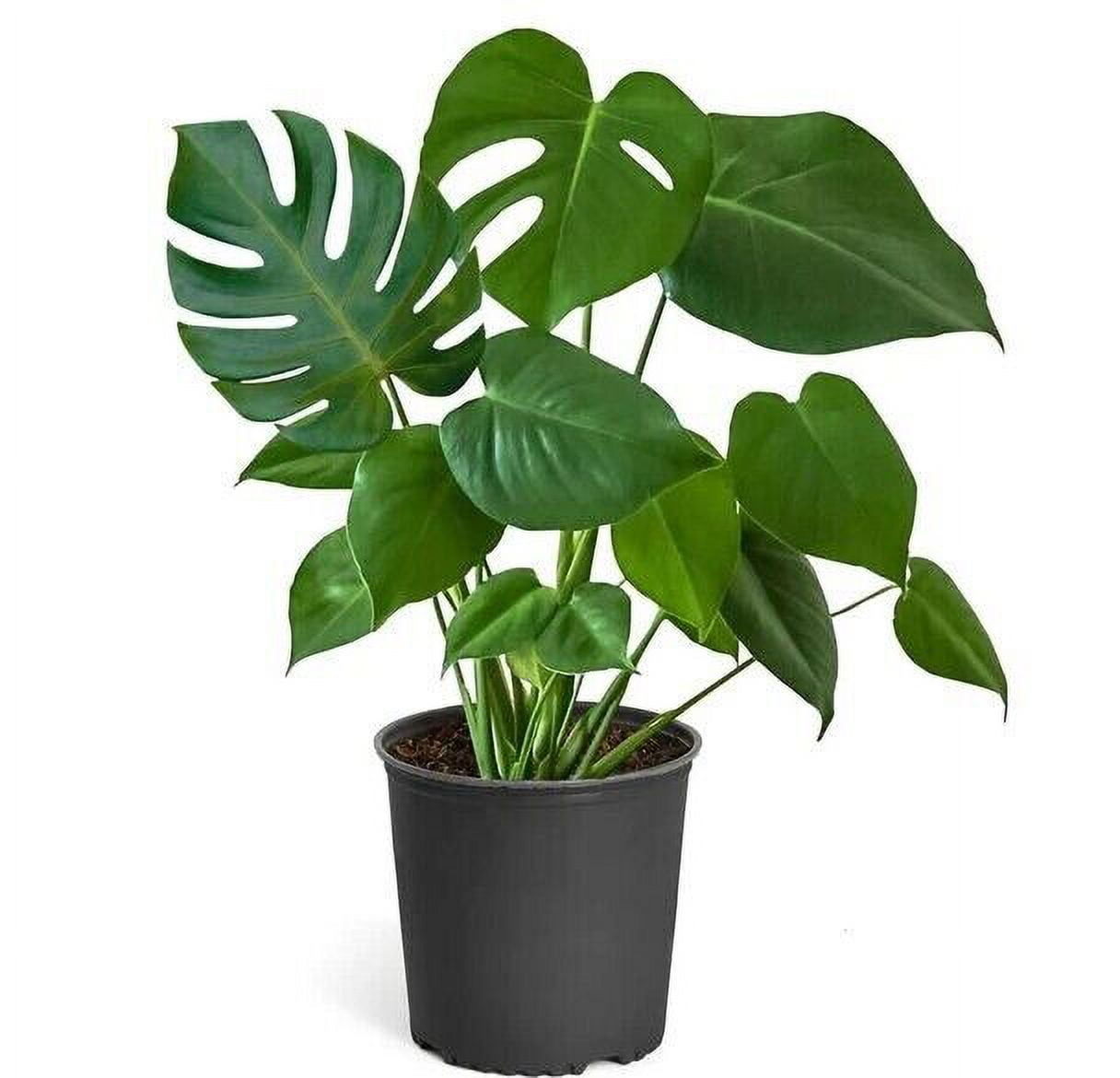 Large Monstera Deliciosa Tropical Split Leaf Plant 10" Pot Indoor ...