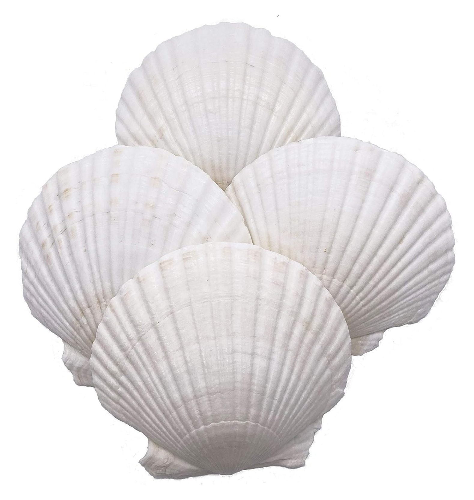 Large Natural Baking Shells White Scallops, 4-Inches, Set of 12 ...