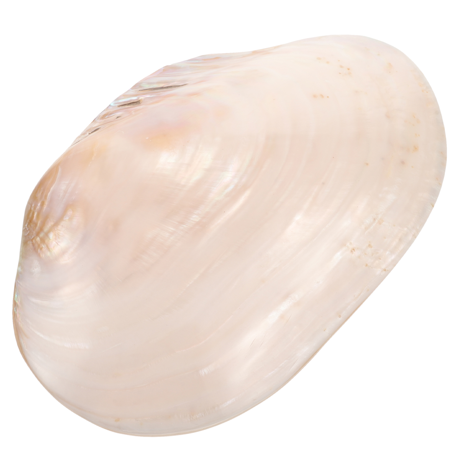 Large Natural Clam Shell Fish Tank Landscaping Clam Shell Craft ...