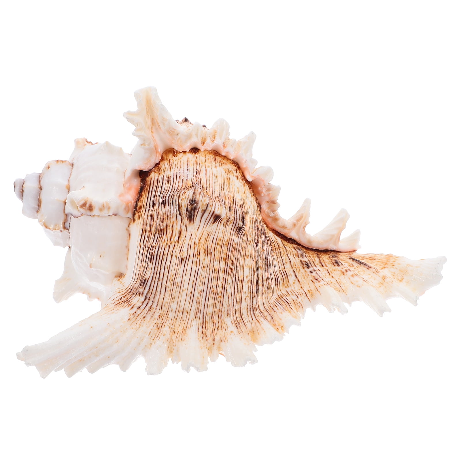 Giant Conch Shell Striped Sea Shell for Aquarium Beach Filler Vase ...