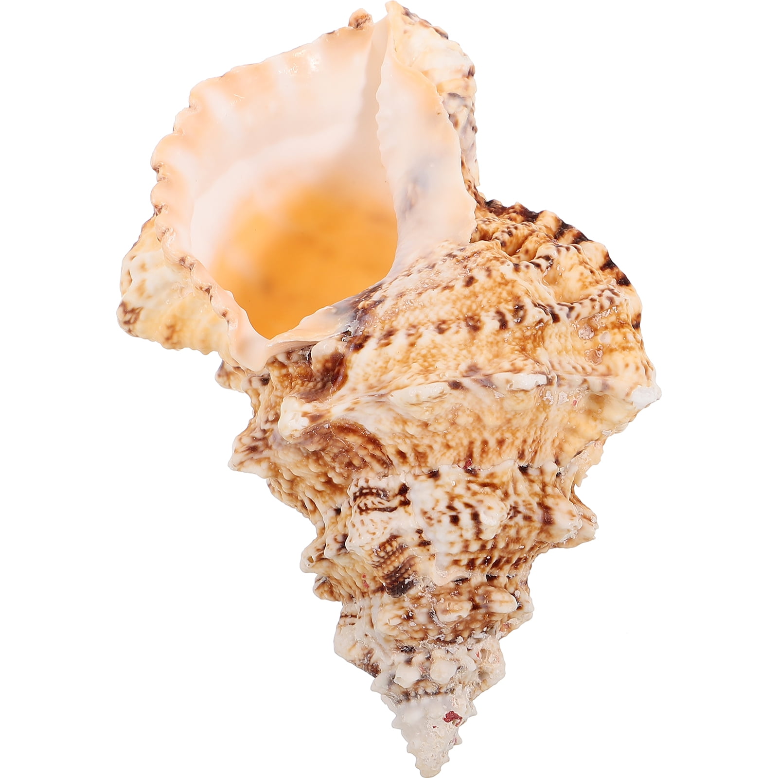 Large Natural Sea Shell Huge Ocean Conch Conch Sea Shell Air Plant ...