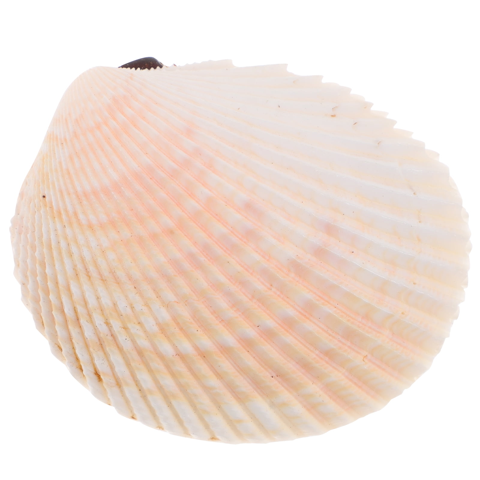 Large Natural Shell Embellishment Craft Material Decorative Sea Shell ...