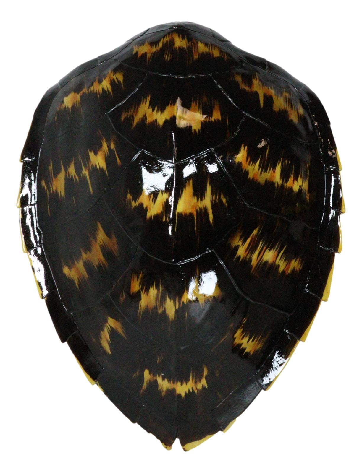 Hawksbill Turtle Shell
