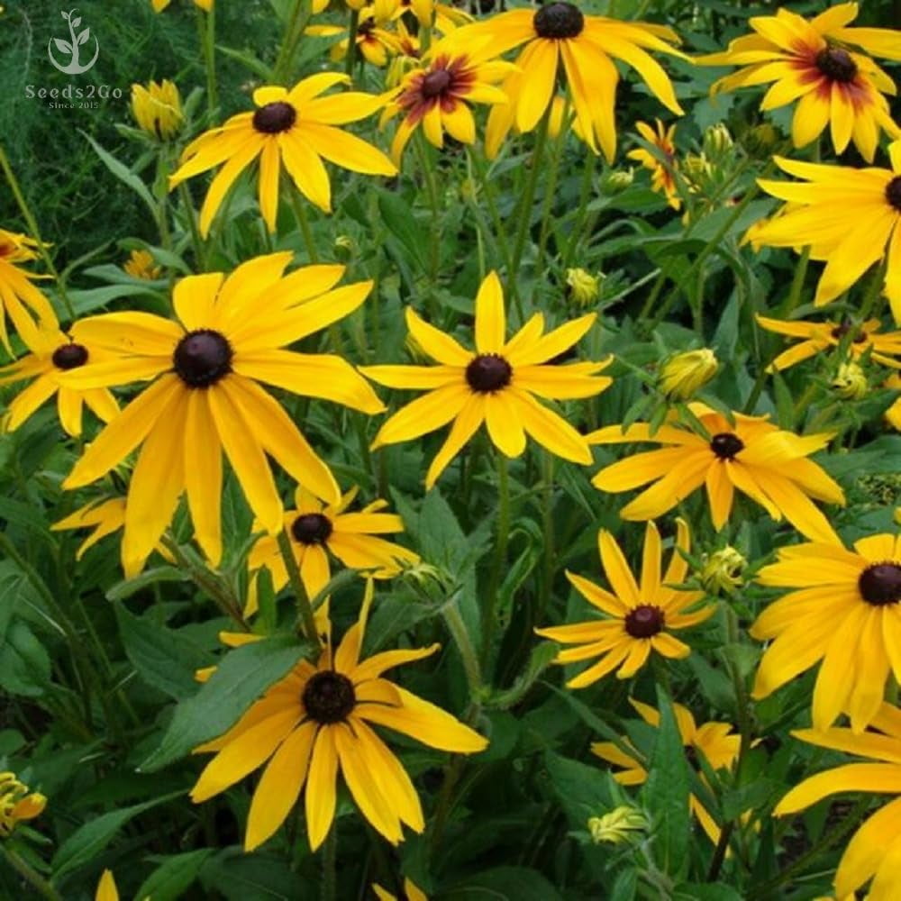 Large Pack of 100,000 Seeds, Black-Eyed Susan H2FSD(Rudbeckia Hirta ...