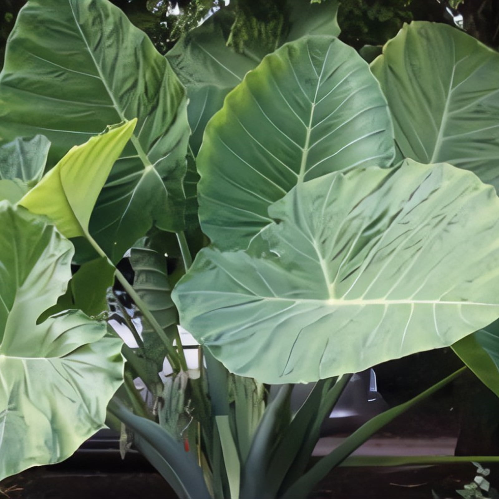 Large,Perennial Elephant Ear, Garden (Elephant Ear) Long Lasting, Rich ...
