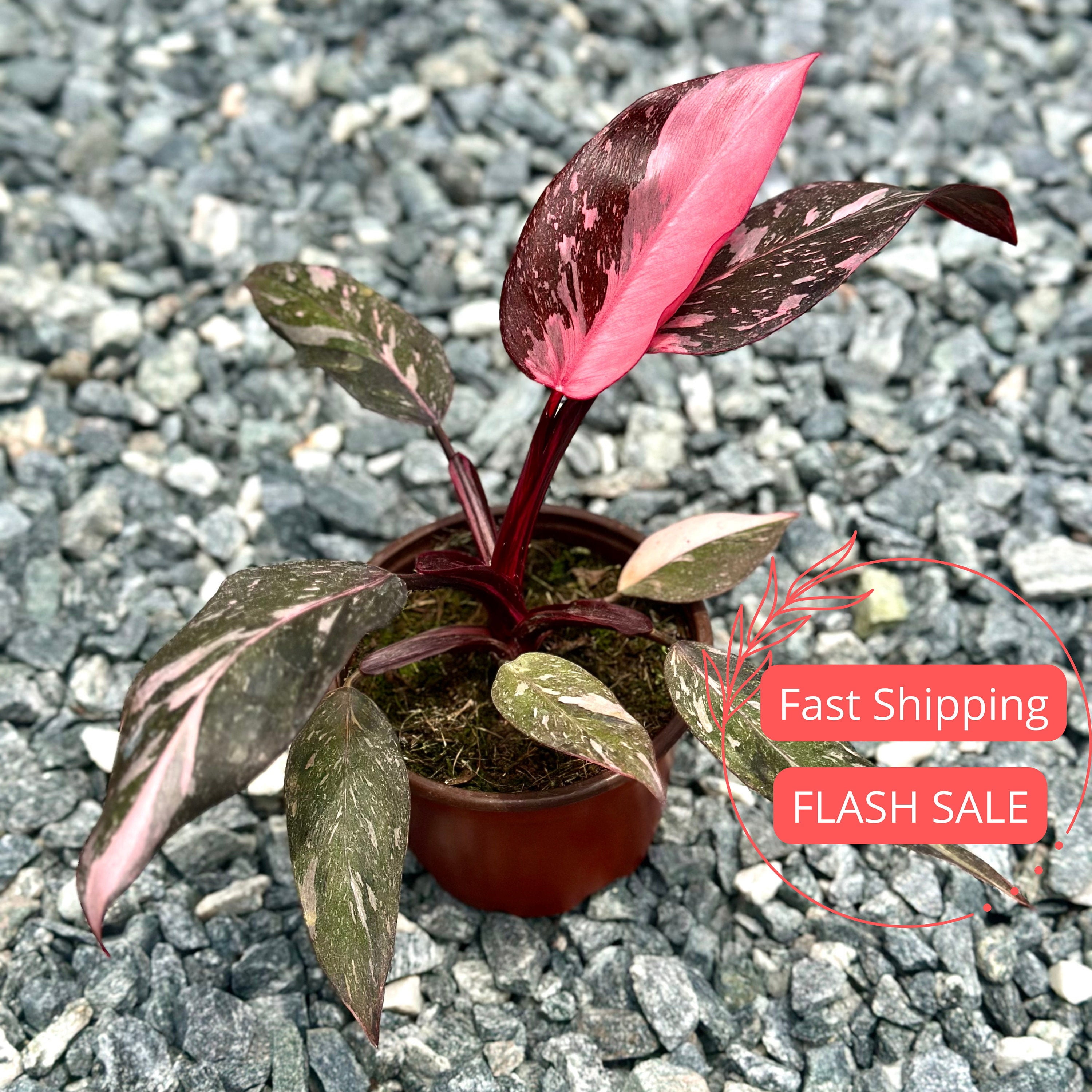 Large Philodendron Pink Princess Marble | Philodendron Marble Galaxy ...