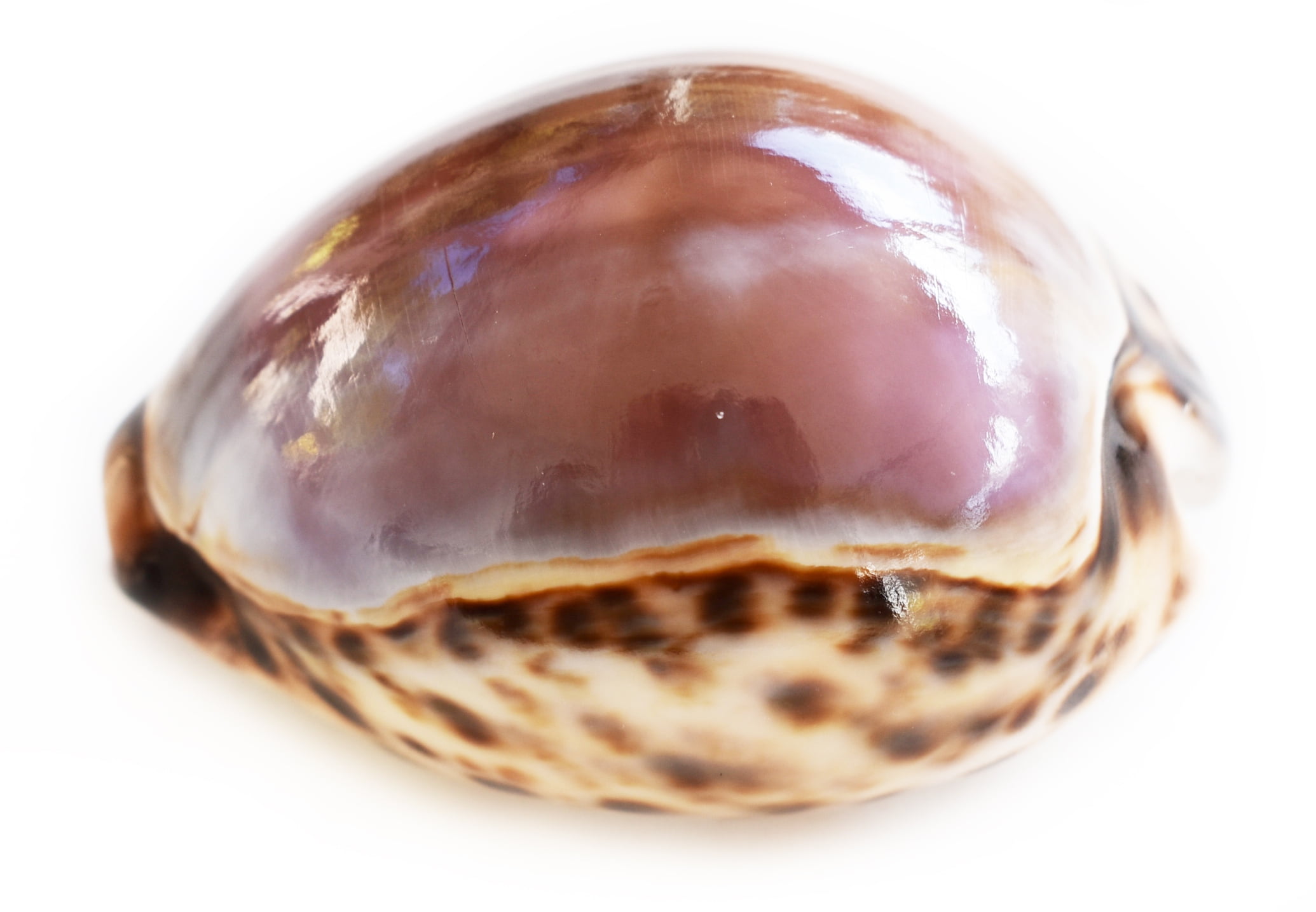 Large Purple Top Tiger Cowrie Shells Seashell 3" Beach Crafts Nautical ...