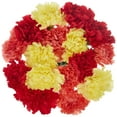 Large Rainbow Carnations Fresh Cut Flowers - Walmart.com