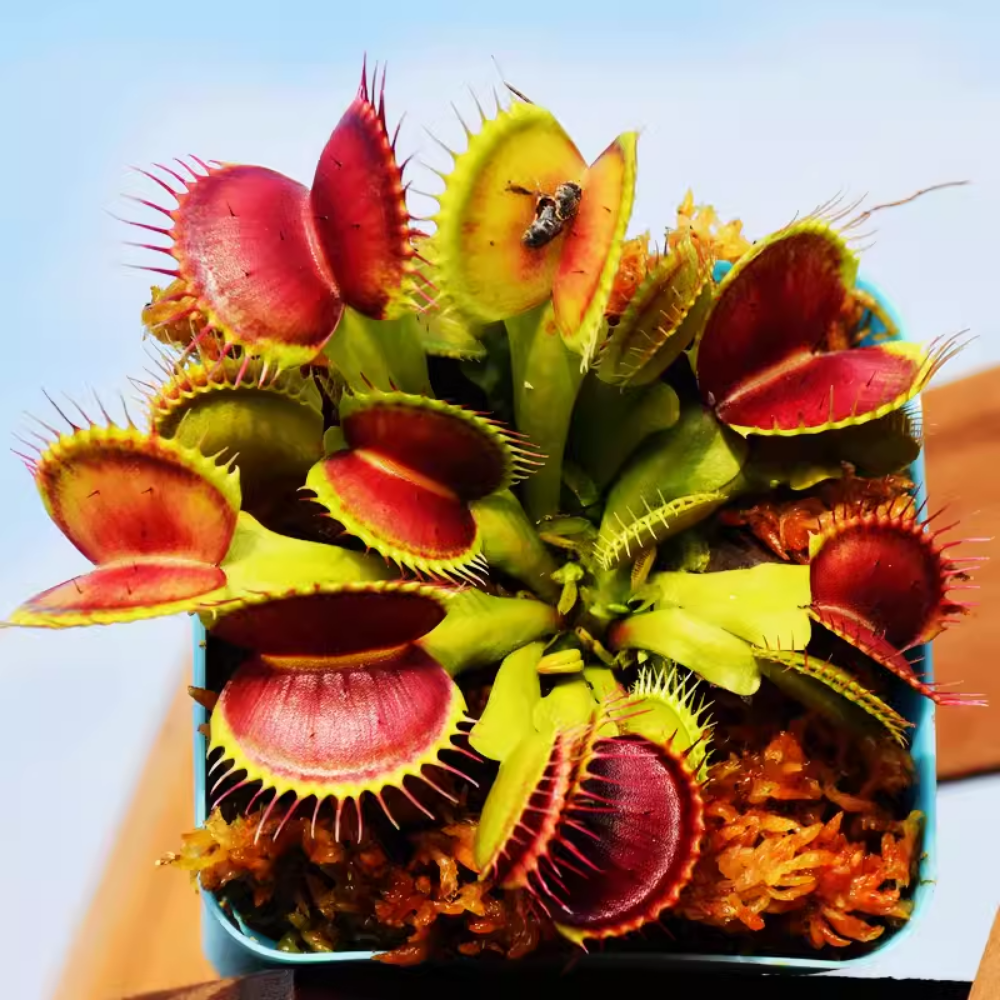 Large Red Dragon Venus Flytrap Live Plant - 1 Year Old Dionaea ...