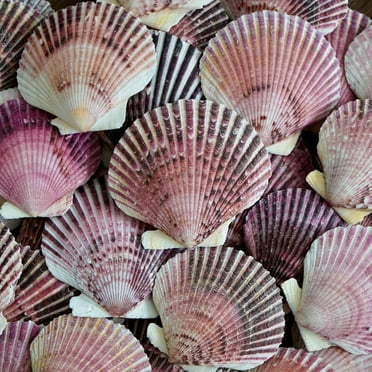 Giant Atlantic Cockle Seashells Rare Large Natural Beach Home Decor ...