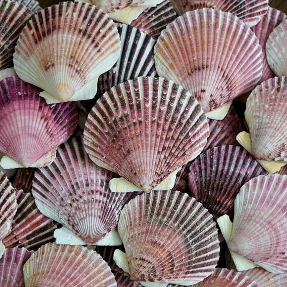 Large Scallop Sea Shells Mixed Beach Seashells, Natural Ocean Scallop ...