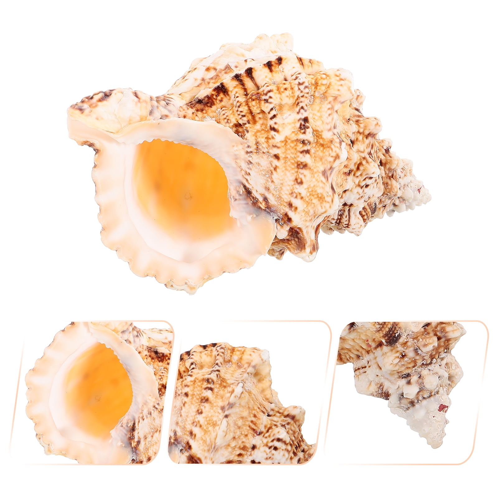 Large Sea Shell Natural Conch Succulent Display Container Conch Craft ...