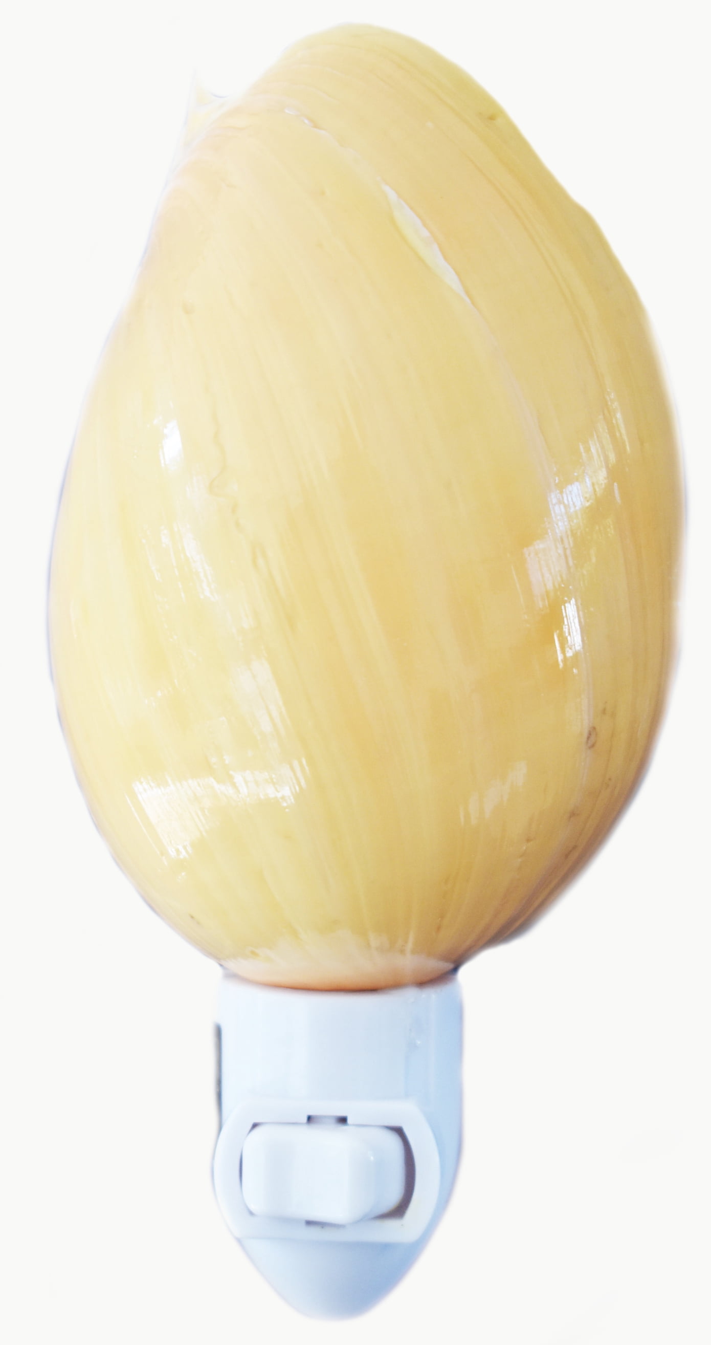 Large Seashell Night Light Real Melo Melo (Melon) Shell Large 5.5" on ...