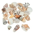 Walmart's Large Size Mixed Pack Sea Shells Bulk, Real Decoration, 5 Lbs ...