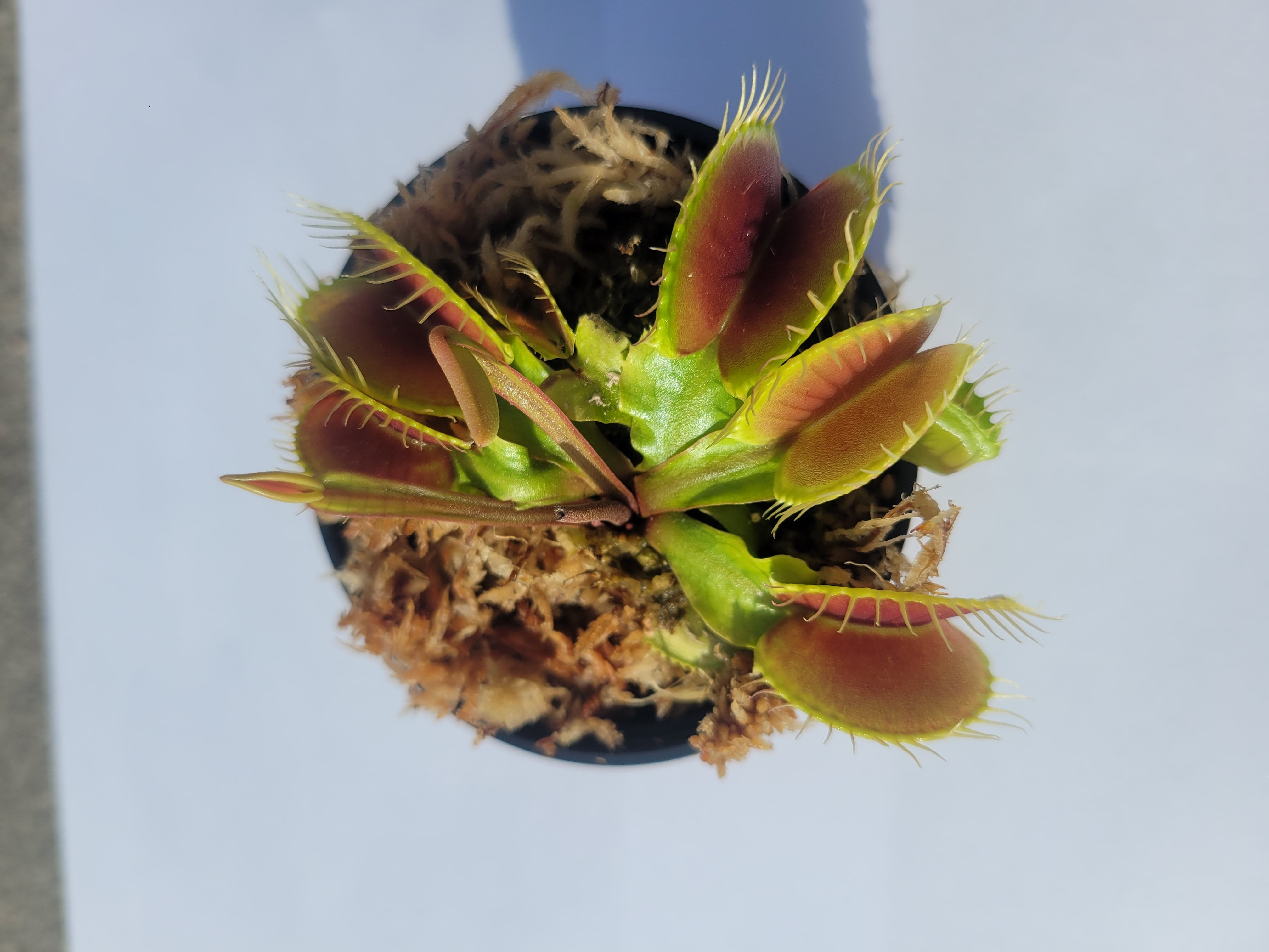 Large Sized Big Mouth Venus Flytrap - Fly Trap - (Dionaea Muscipula ...