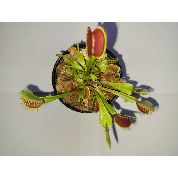 Large Sized Giant Venus Flytrap - Fly Trap - (Dionaea Muscipula ...