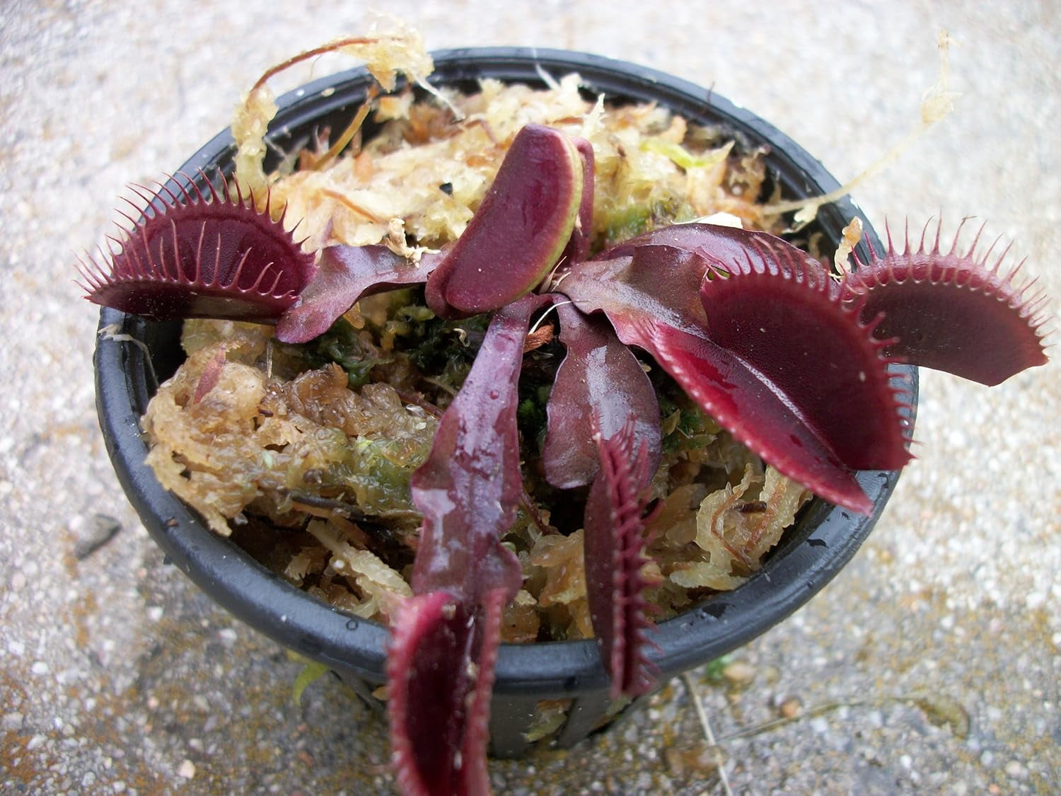 Joel's Carnivorous Large Red Dragon Venus Flytrap 3 Inch Pot ...