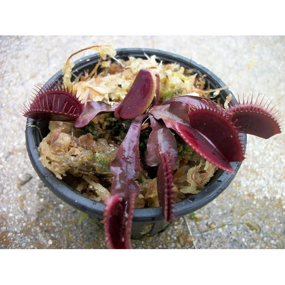 Venus Fly Trap Plants in Indoor Plants - Walmart.com