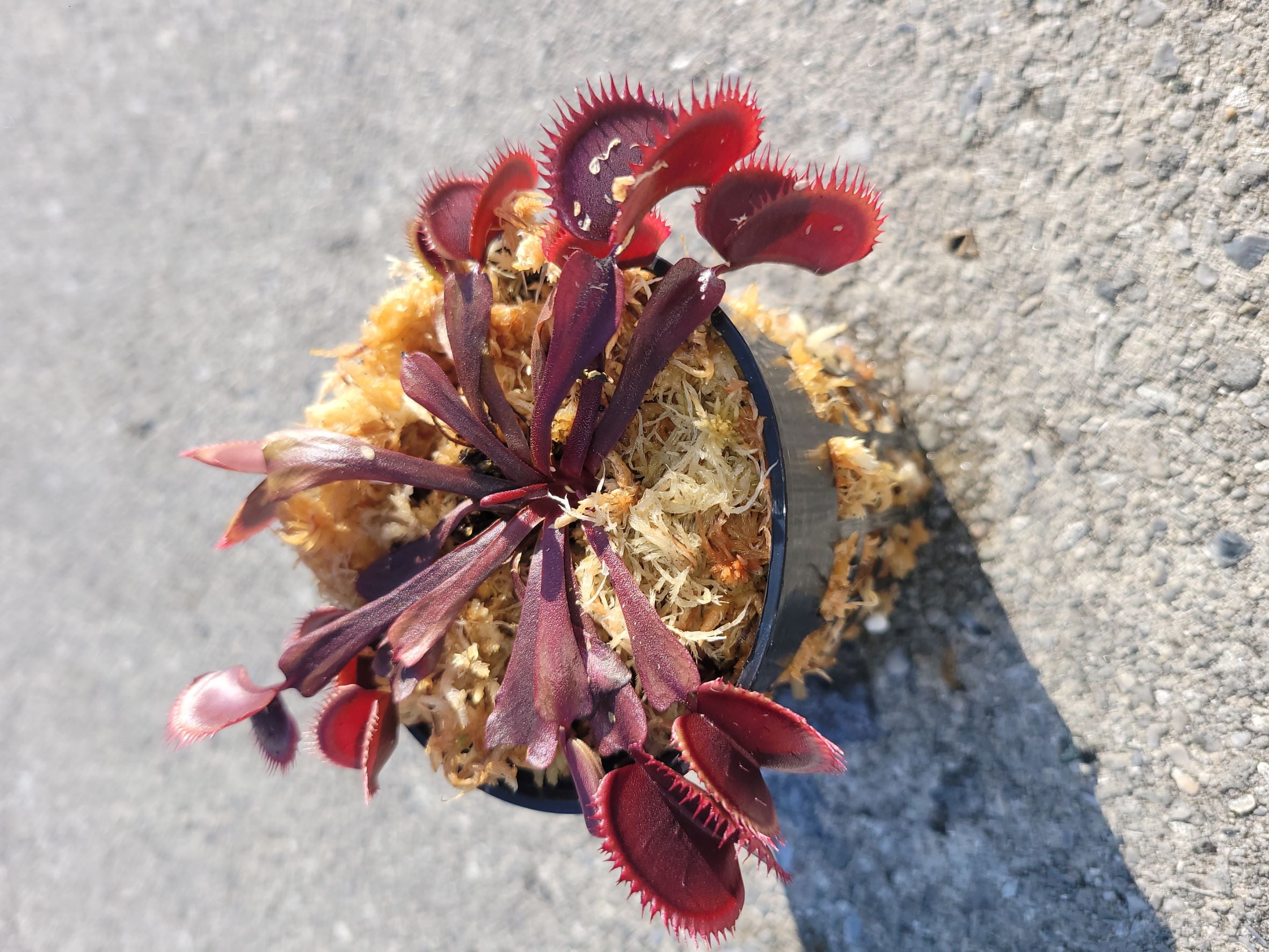 Large Sized Red Venus Flytrap Fly Trap Carnivorous Philippines | Ubuy