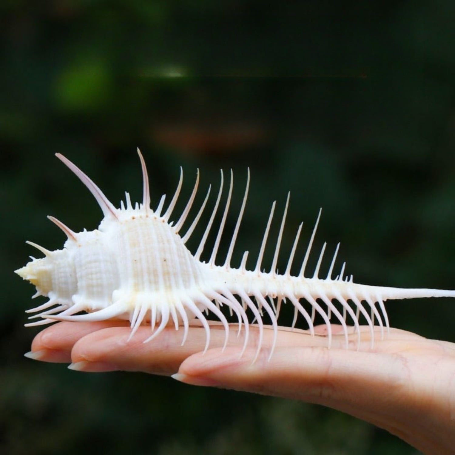 Large Spiny Conch Shell 12 to 15CM Sea Shell Aquarium Decor Coastal ...