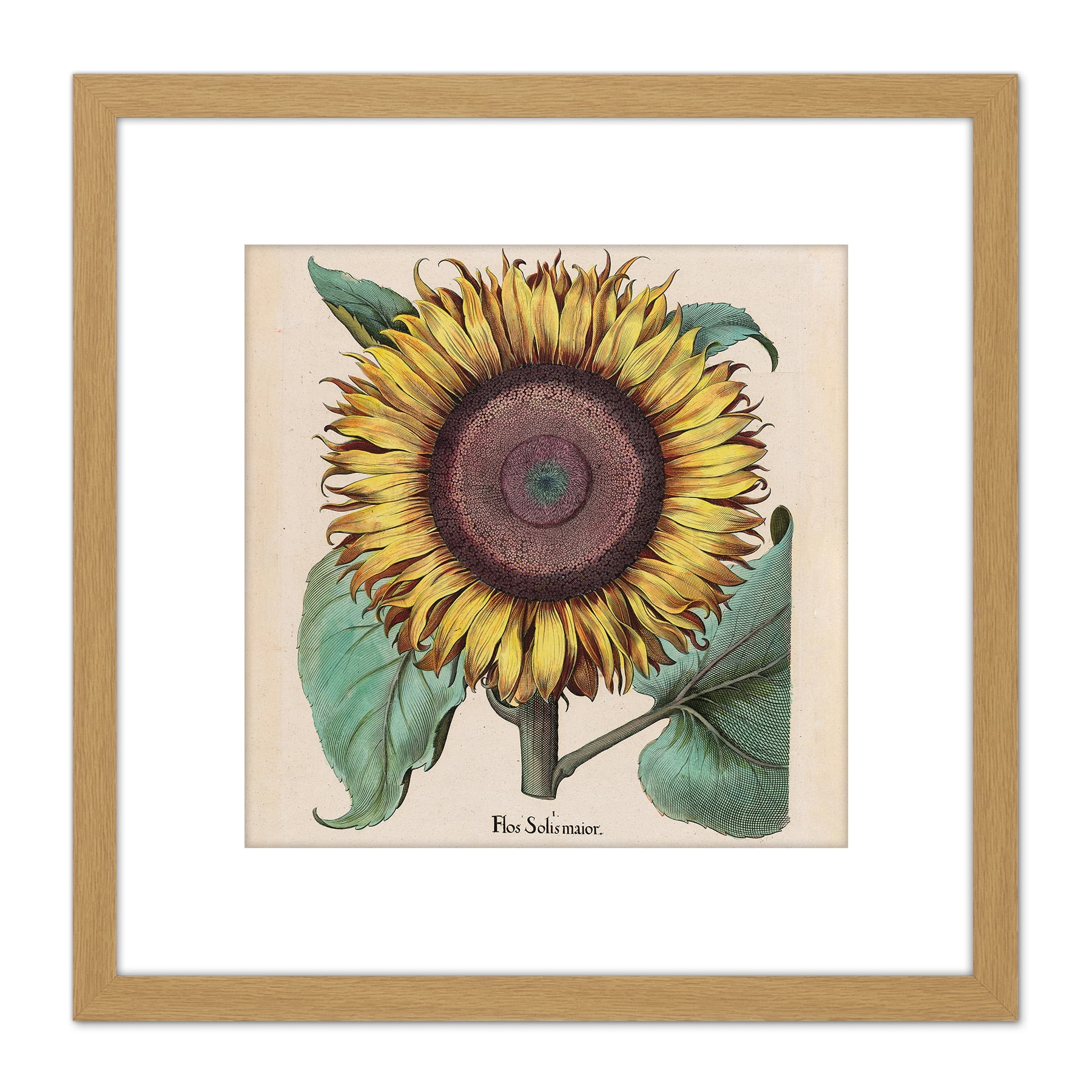 Large Sunflower Flos Solis Maior 8X8 Inch Square Wooden Framed Wall Art ...