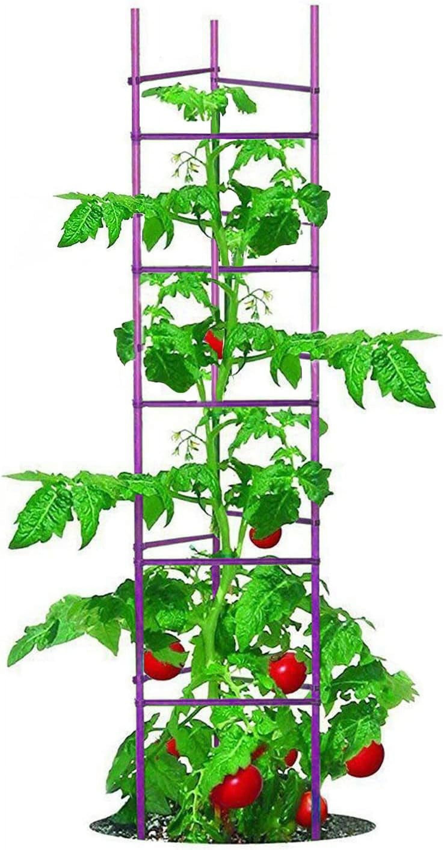 Large Tomato Cage 6 Pack Upto 73 inch Tall Tomato Trellis Garden Stakes ...