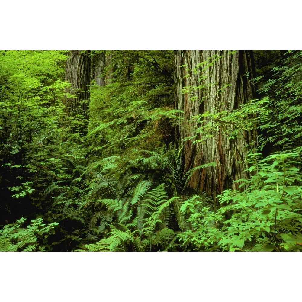 Large Tree Trunks And Forest Floor Poster Print (34 x 22) - Walmart.com