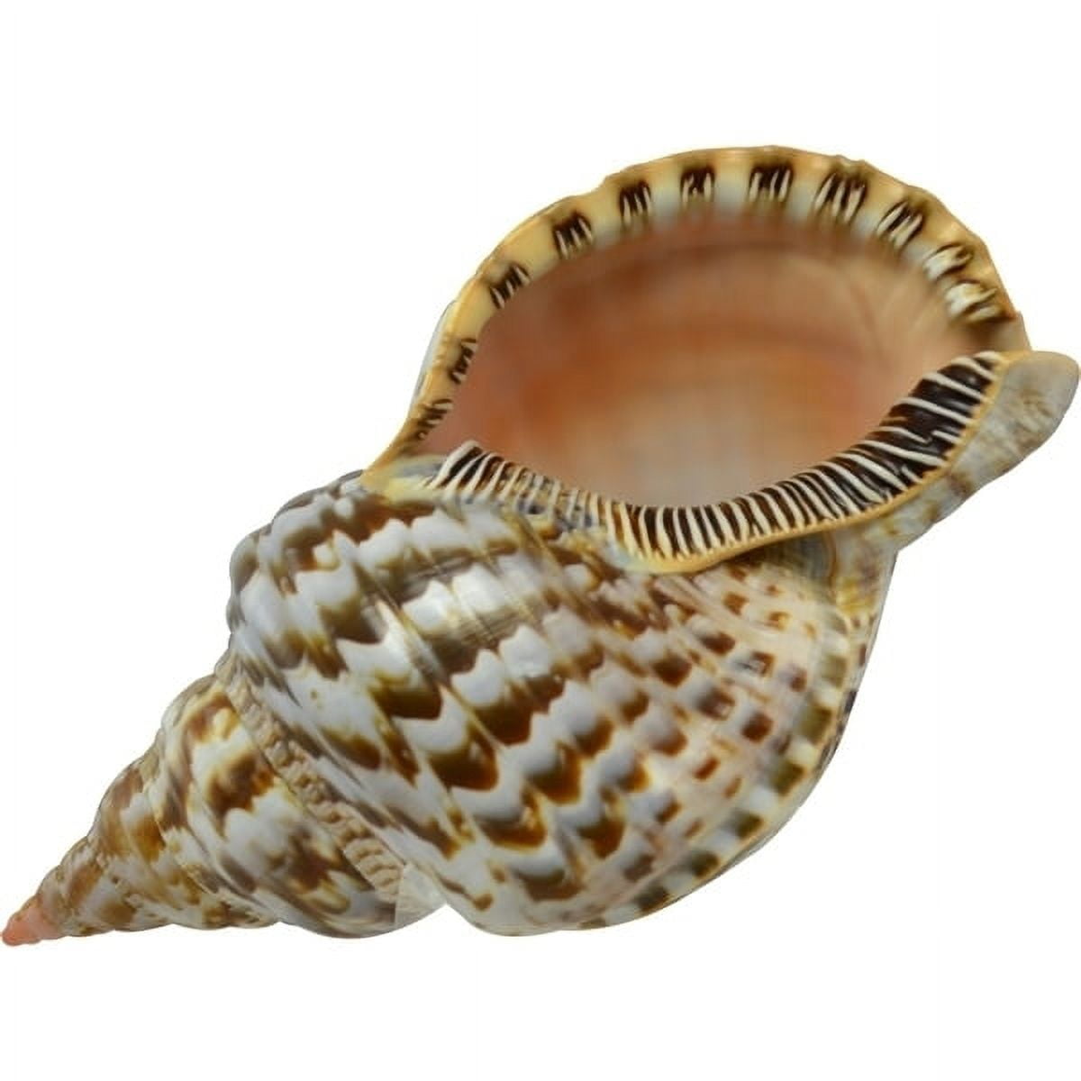 Large Triton Decorative Shell Seashell Table Top Centerpiece 7-8 ...