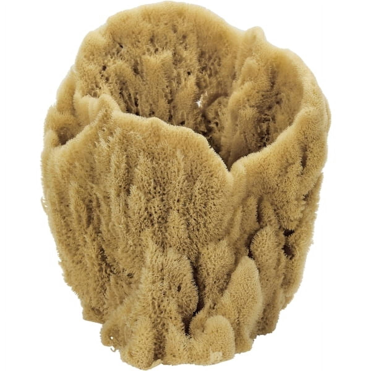 Large Vase Natural Sponge 7-9" - Walmart.com
